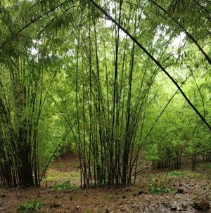 Bamboo farming in kokan - विवेक मराठी