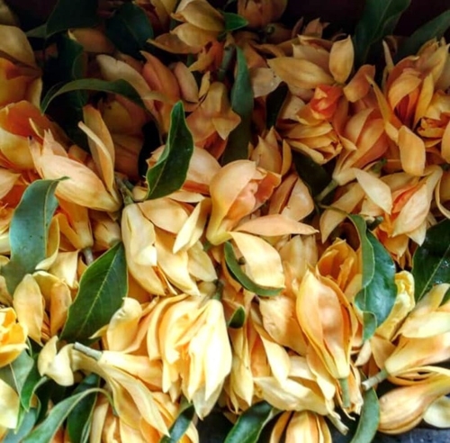 Welankar Sonchafa - विवेक मराठी