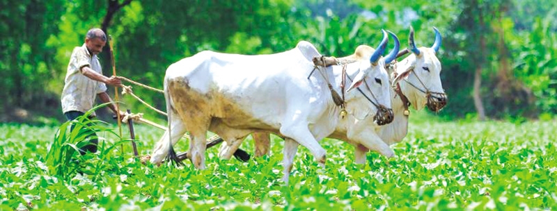 Constellation sustainable agriculture - विवेक मराठी